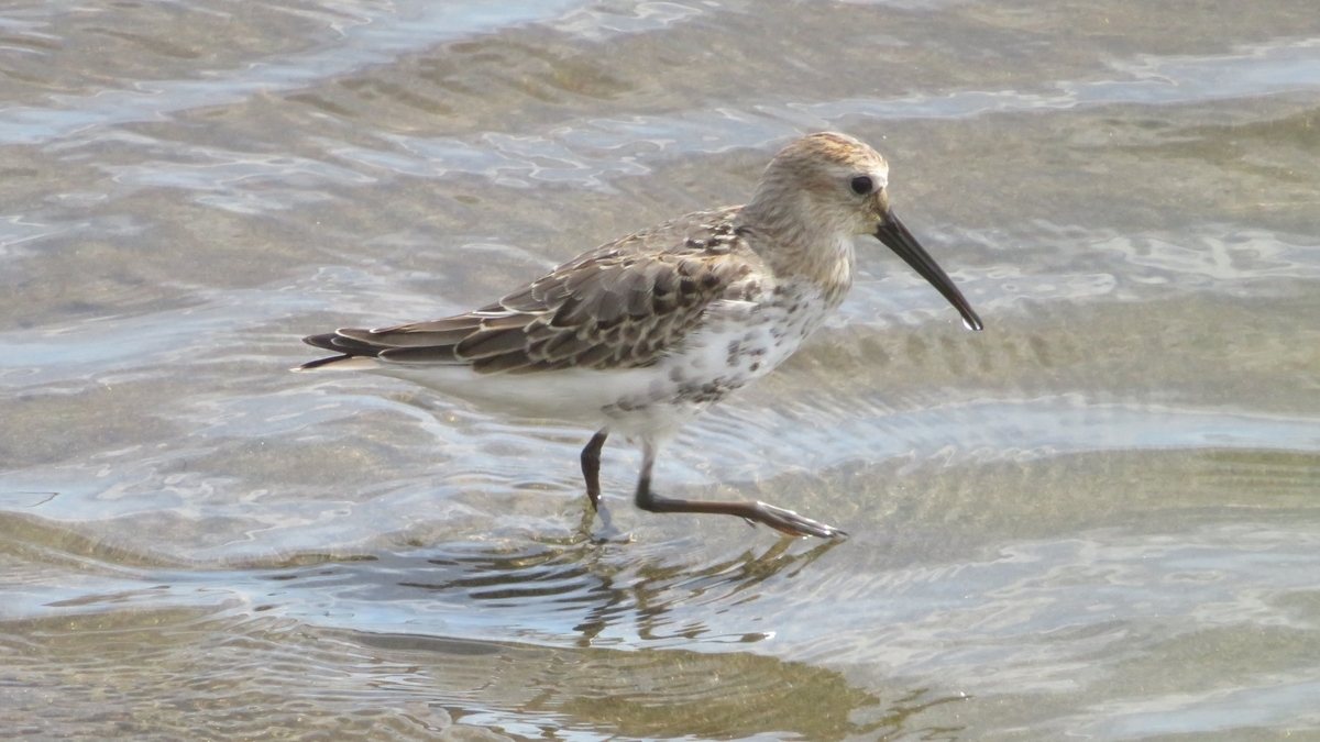 Setubunso のお散歩日記