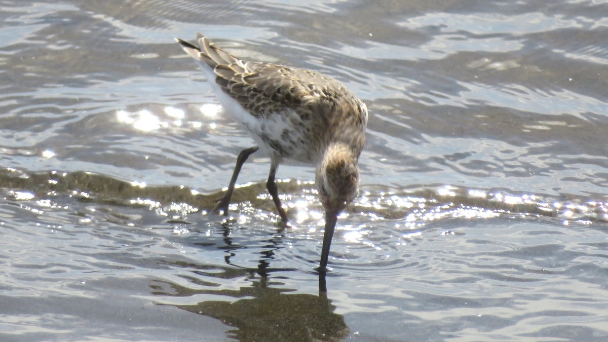 Setubunso のお散歩日記