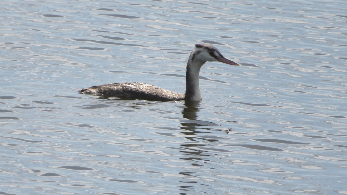 Setubunso のお散歩日記