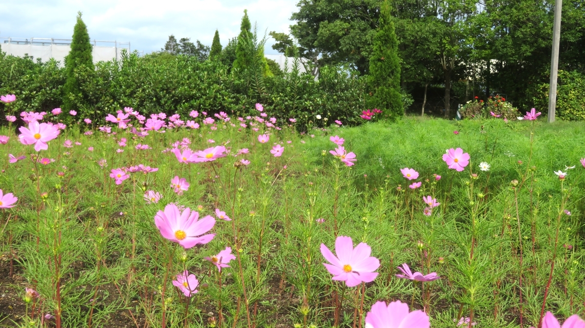コスモスが風にゆれて・・・ - Setubunso のお散歩日記
