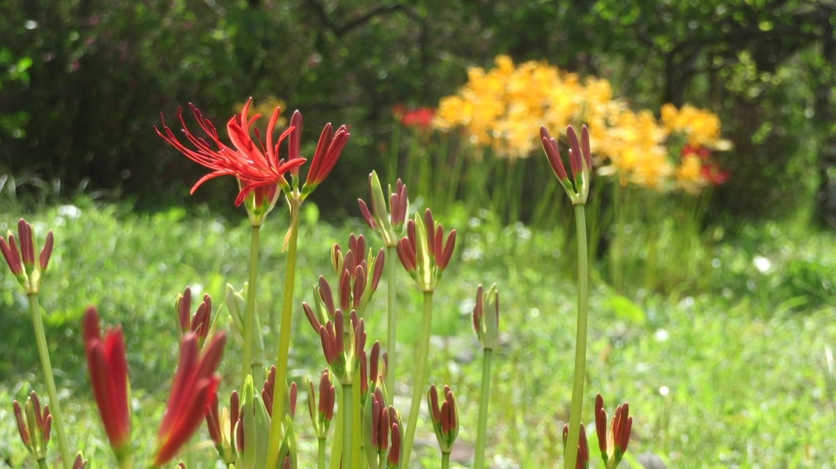 コスモスが風にゆれて・・・ - Setubunso のお散歩日記