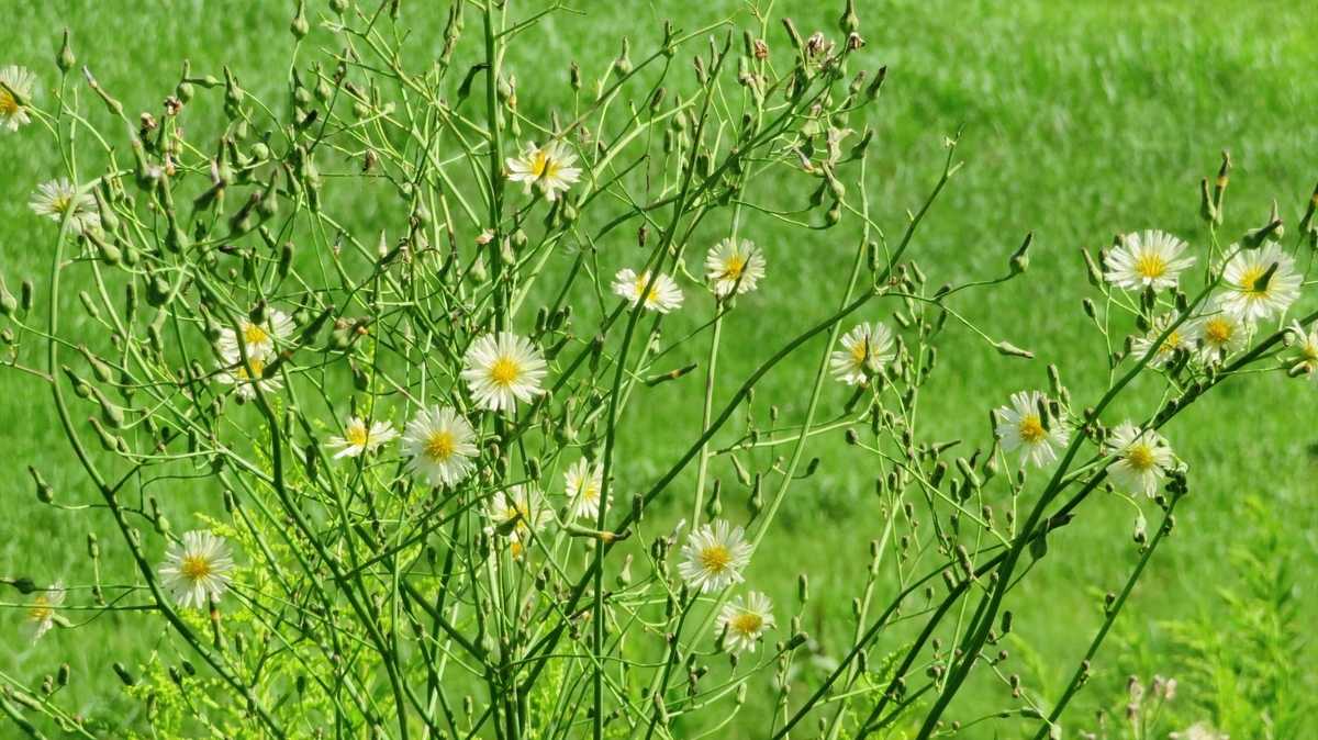 小学校の彼岸花 - Setubunso のお散歩日記