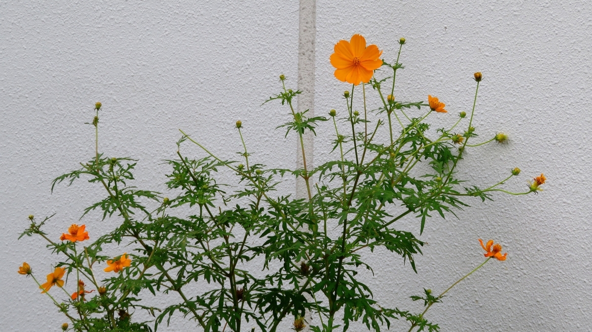キバナコスモス - Setubunso のお散歩日記
