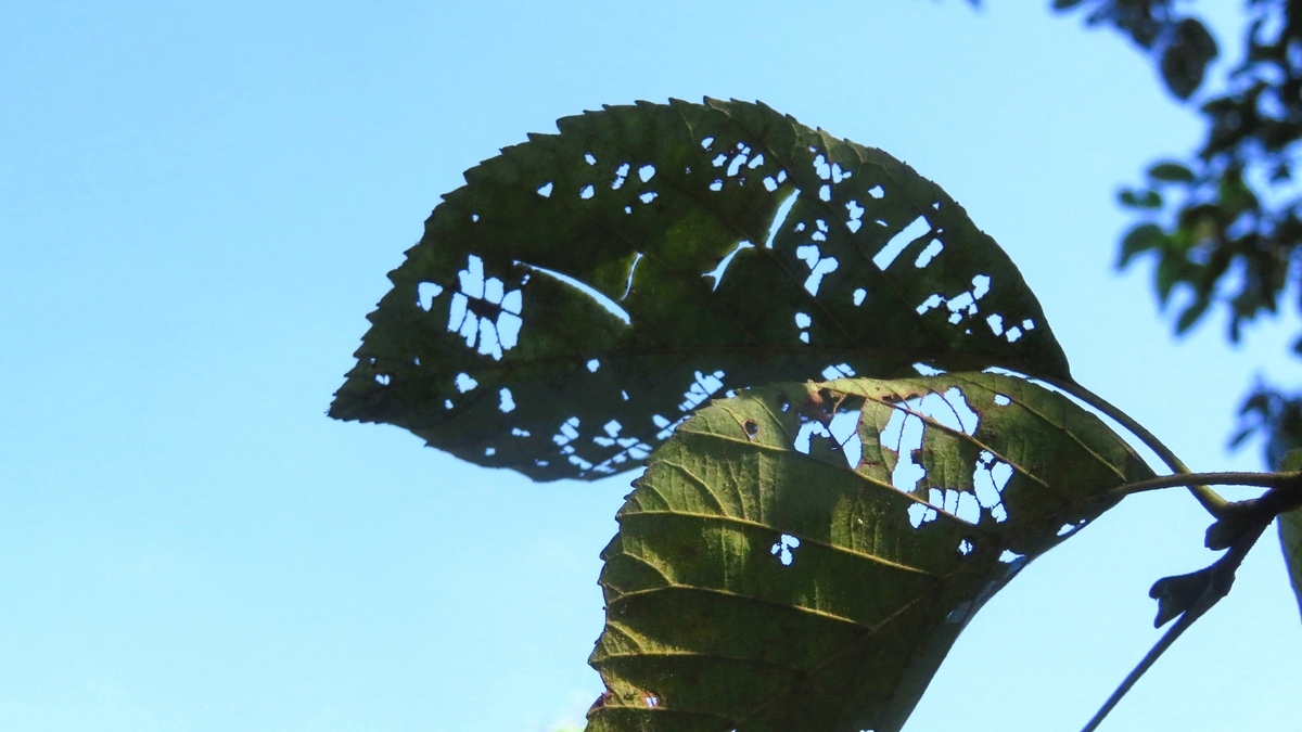 秋晴れ - Setubunso のお散歩日記