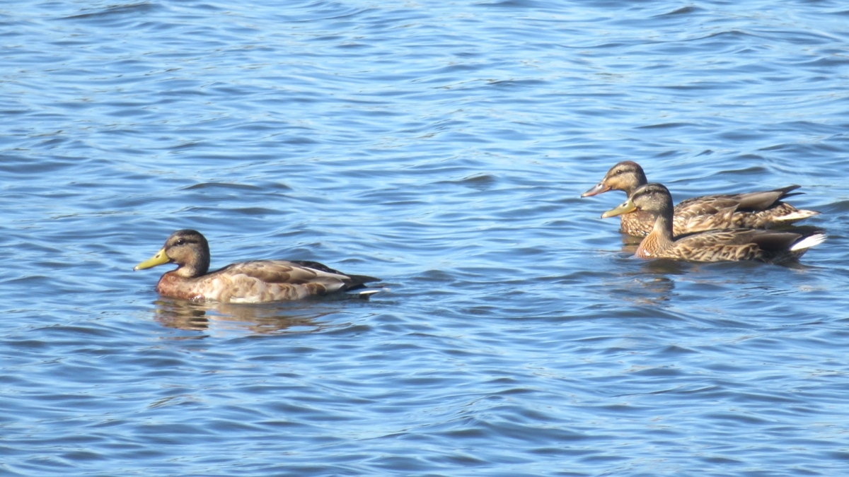 秋バラ🌹の季節 - Setubunso のお散歩日記