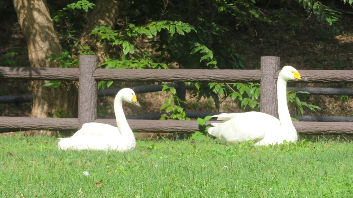 2羽のハクチョウ - Setubunso のお散歩日記