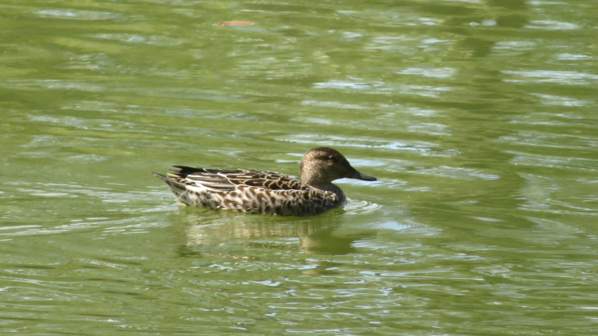 2羽のハクチョウ - Setubunso のお散歩日記