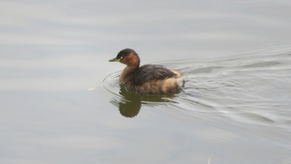 2本の赤い橋 - Setubunso のお散歩日記