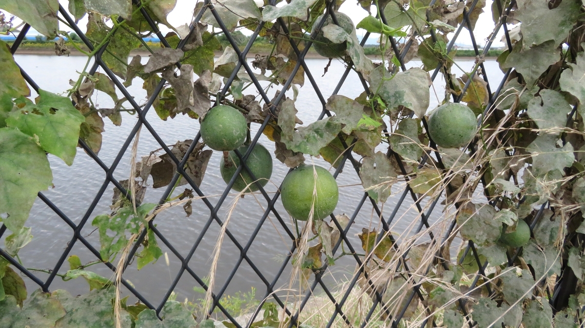 沼の周りを散歩して・・・ - Setubunso のお散歩日記