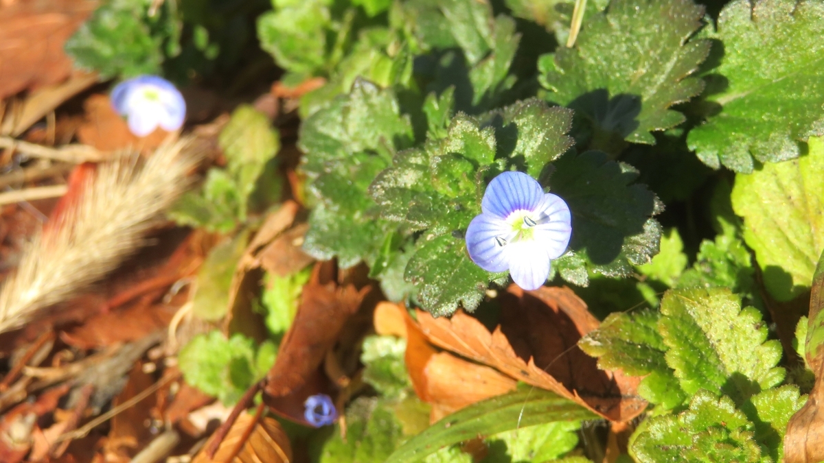 あったか～い - Setubunso のお散歩日記