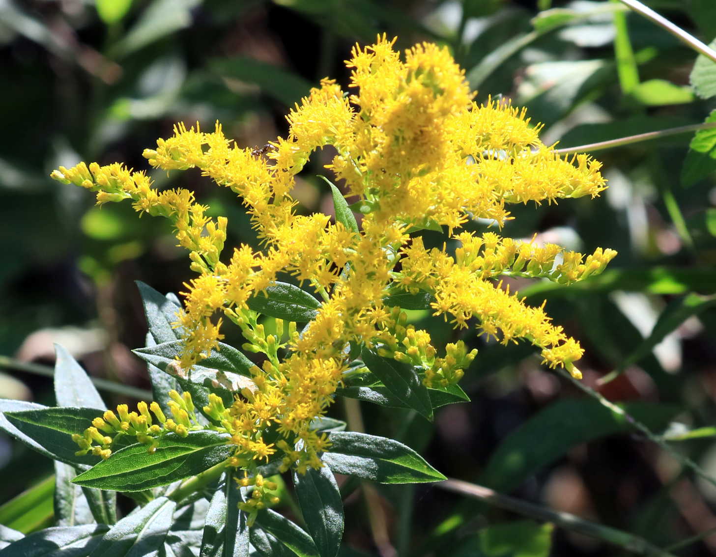 個別「20221019201536」の写真、画像 - 定例観察会22年10 - seya_kankyo_nt's fotolife