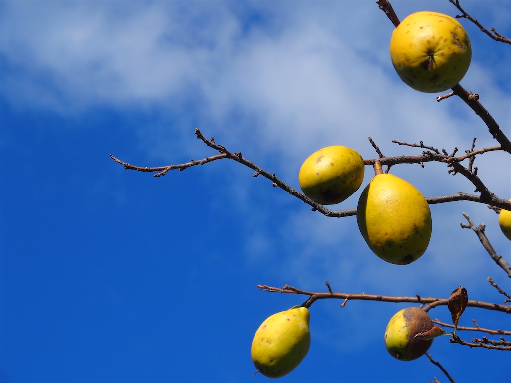 花梨 - 近江しゃもの鳥飼