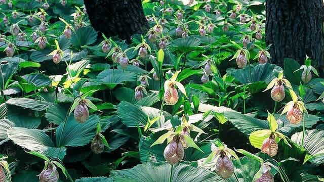 今年も"くまがいそう"が見られました - shawtの「今日の一枚」