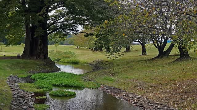 秋涼の欅林情景 その 3 - shawtの「今日の一枚」