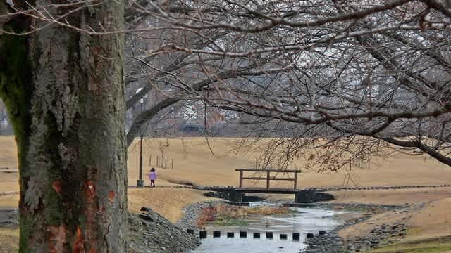 厳寒の欅林 その 2 - shawtの「今日の一枚」