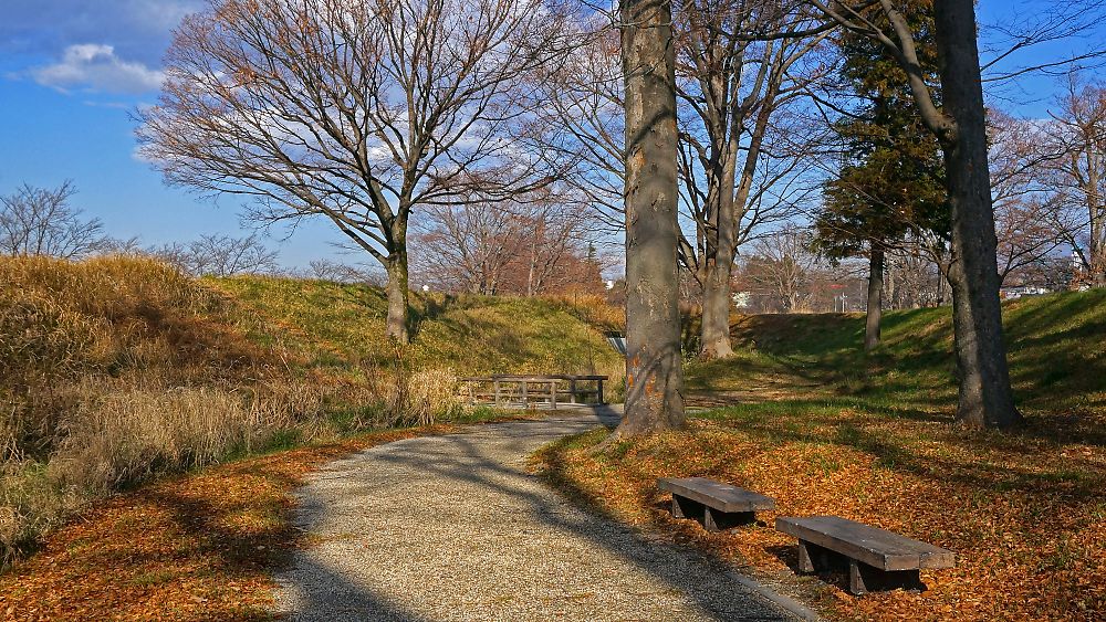 霜月の欅林情景 その 5 - shawtの「今日の一枚」