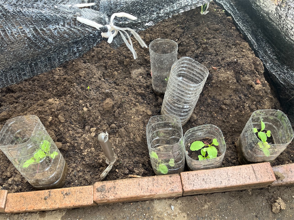 🪴家庭菜園日記– 27日目ナスの芽がついに！とうもろこしも発芽しました🌱 - 「きいたん!!」「きいまる!!」「くーころ!!」