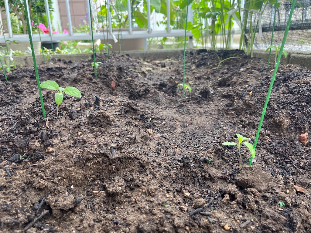 【家庭菜園日記】 35日目 飲んだ後も大活躍！コーヒー＆麦茶パックで土づくり🌱 - 「きいたん!!」「きいまる!!」「くーころ!!」