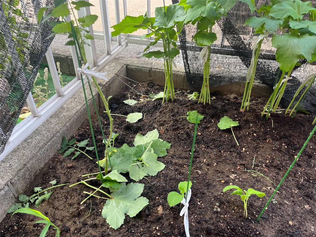 資材がほしい、でも財布が痛い！野菜は育つけど家庭菜園38日目 - 「きいたん!!」「きいまる!!」「くーころ!!」