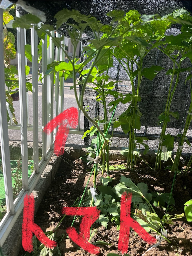夏の菜園レポート｜ナス好調＆40日大根収穫チャレンジ！ - 「きいたん!!」「きいまる!!」「くーころ!!」