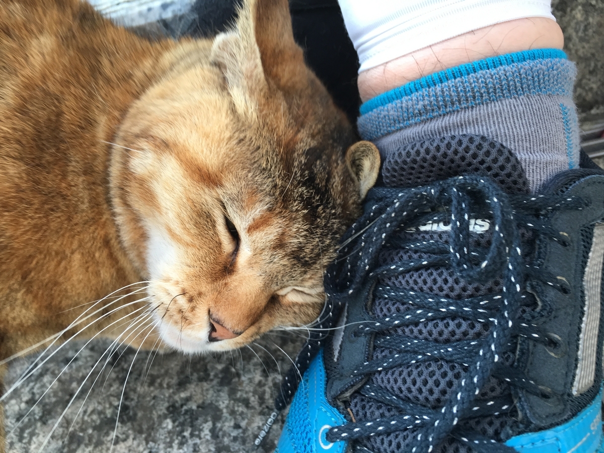 きょうのどらやきちゃん時々なかちゃん 5/1 - いろいろやってみるにっき