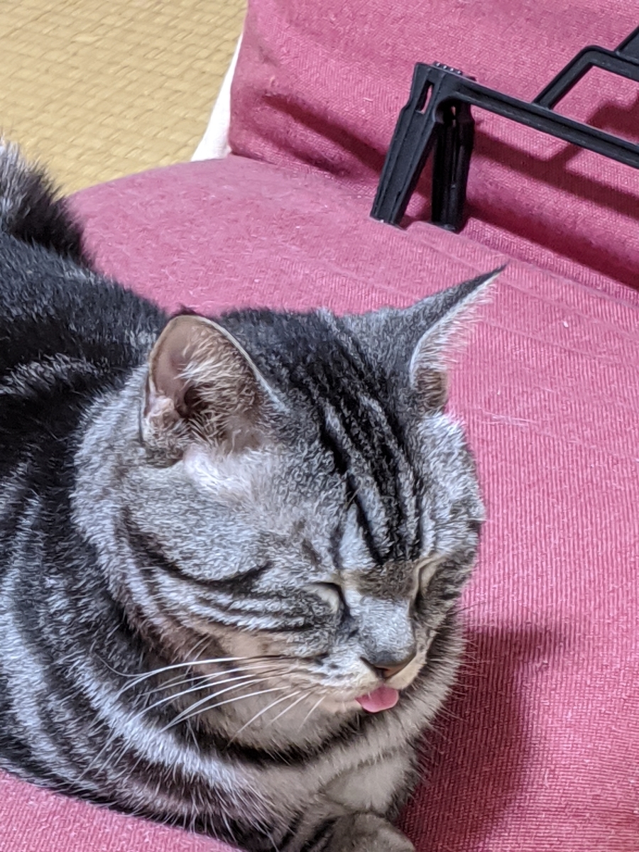 ねこ 舌 しまい忘れ？ - 名もなき英語好きの日記