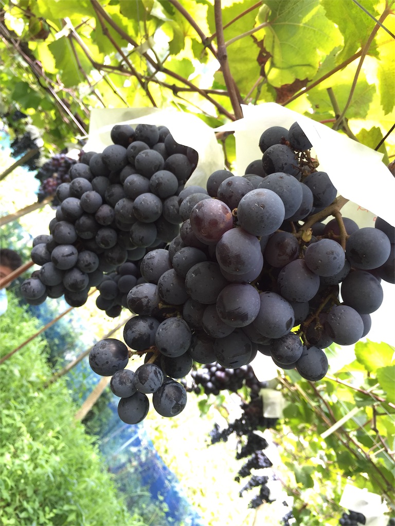 【マイストーリーvol.1】ワインの仕事を始めたのは、「たまたま横にいたのが僕だったから！」 - ワインインポーターがお届けする『ワイン』と ...