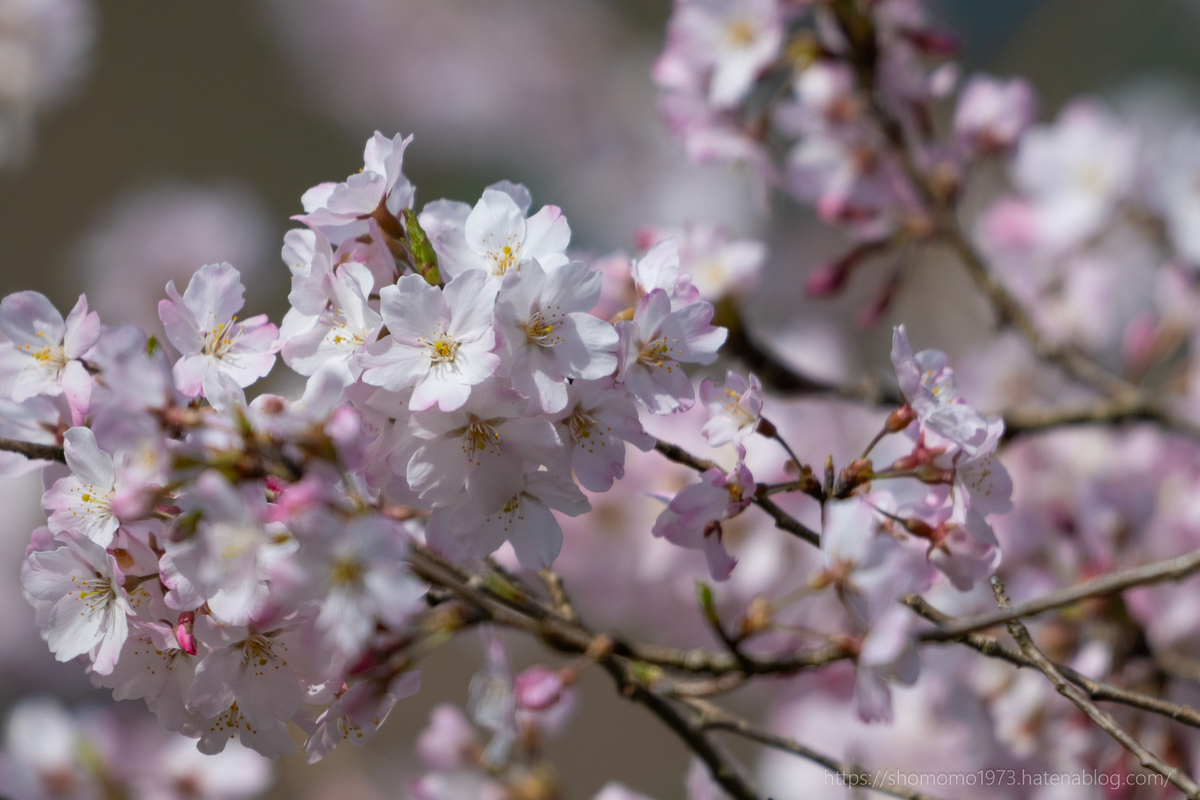 桜見キャンプ - 続・非日常的な世界を求めて