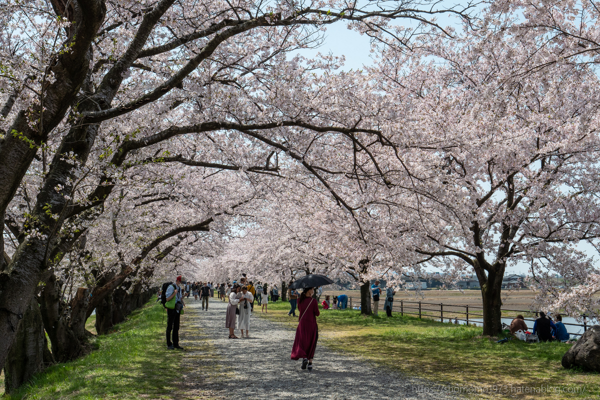 お花見日和 - 続・非日常的な世界を求めて