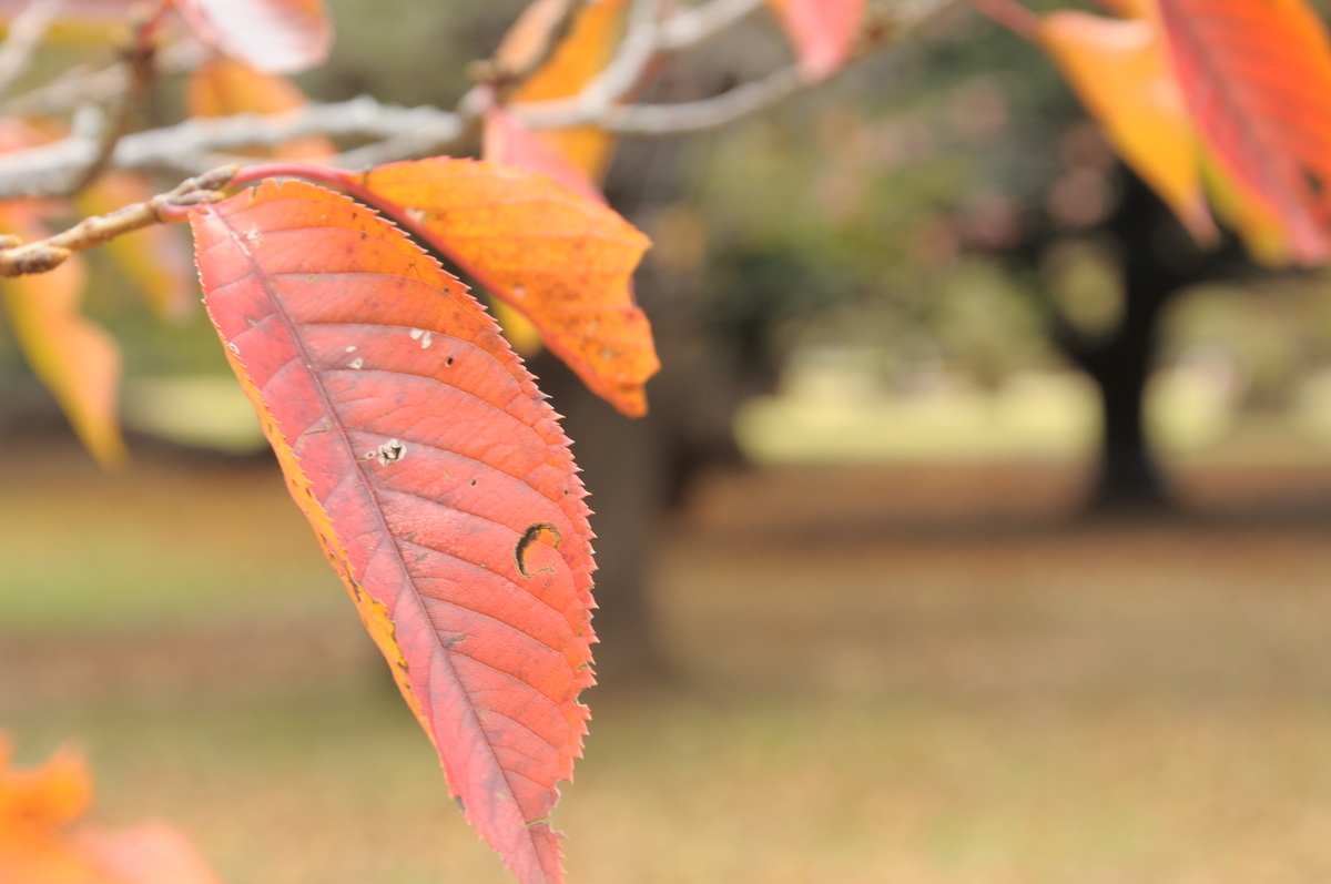 紅葉・・・65sgg。 - 65sgg・鹿之助ブログ