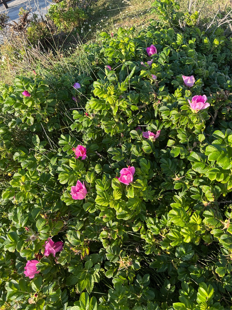 【北海道】②稚内 定期観光バス編 - Silk’s 旅diary