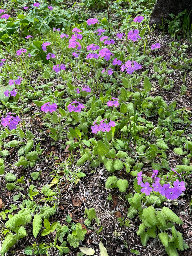 【軽井沢】②タリアセン - Silk’s 旅diary