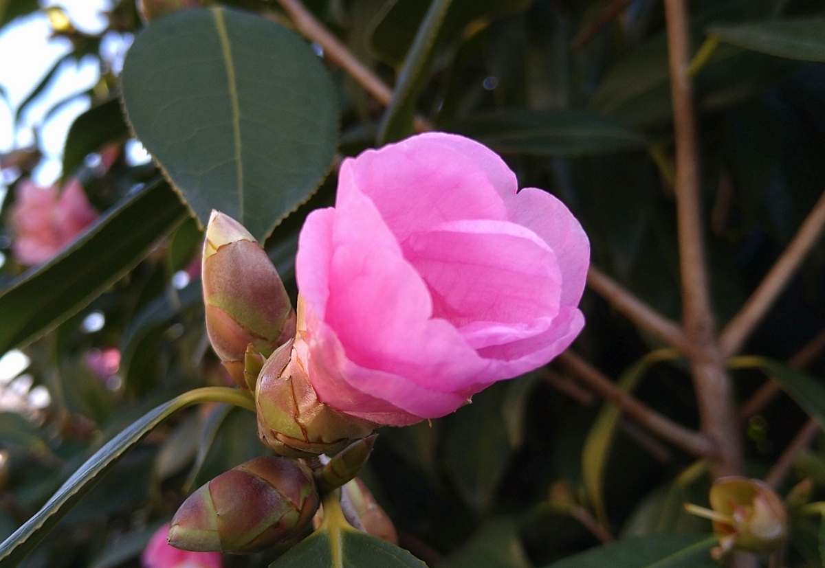 - 癌と付き合う Simojiさん（折々の想い）