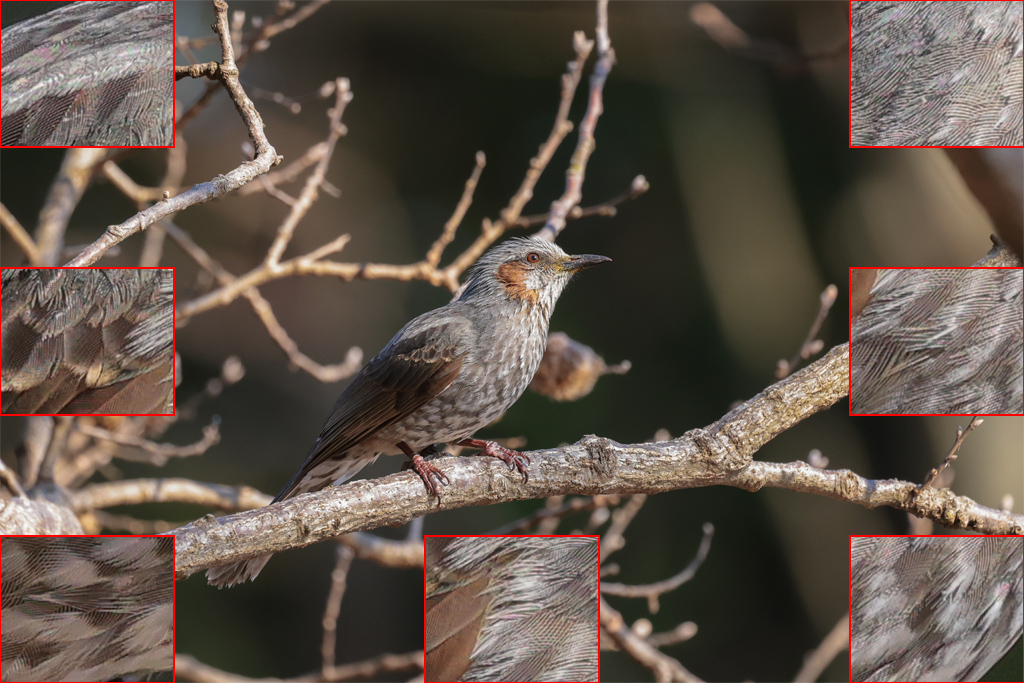 Z7II review - color test vs Z5 & EOS R5 - snowfallのメモ帳