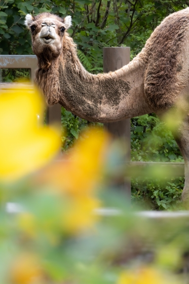 六月のCAMEL - PEACE IN TIME