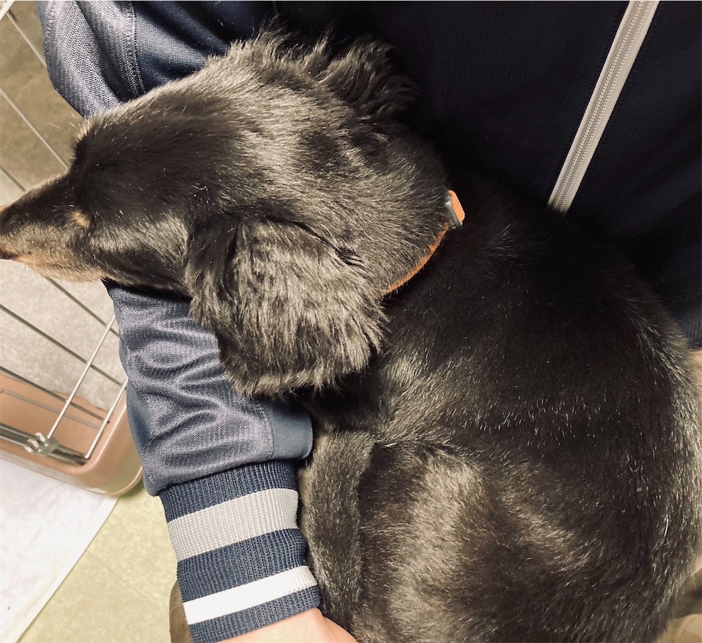 上等な大つごもりからの、元旦🐶👓 - sorainu-gahou