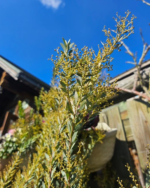 ミモザの花が咲き始めました💛 - お洋服&コミュニティハウスspoonstyle’s☆mika diary