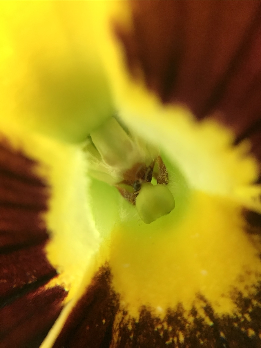 【SELVIM スマホカメラ用レンズセット】そそる一品です - なぜかわかりませんが