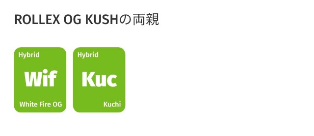 大麻の種類 ROLLEX OG Kush ロレックス OG クッシュ - strainsking’s diary