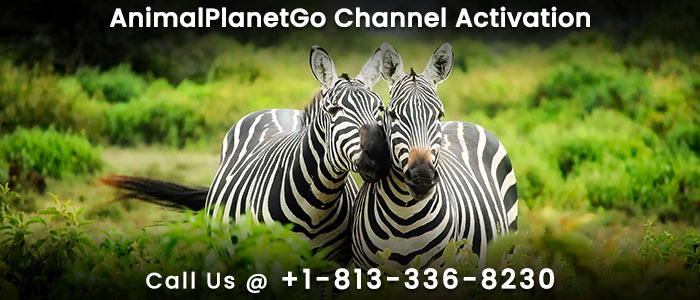 How to stream Animal Planet channel without cable ...