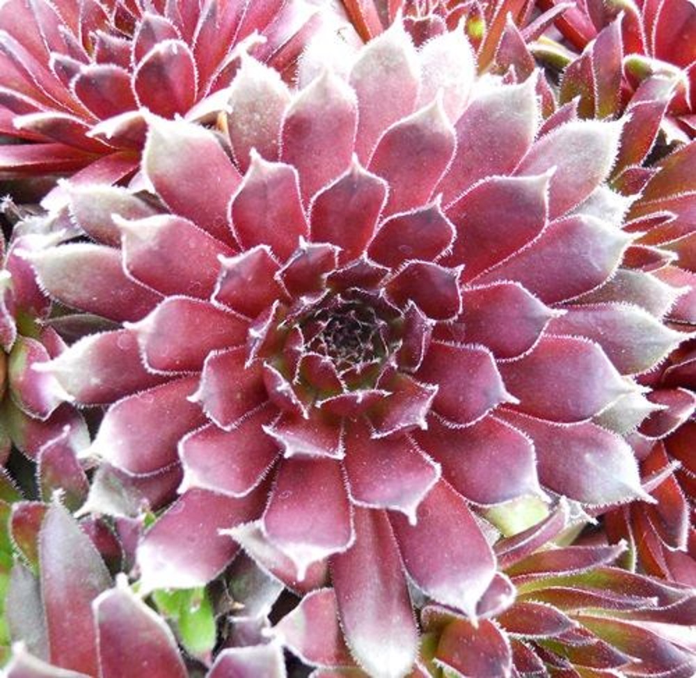 センペルビウム ジェットストリーム - GreenJane