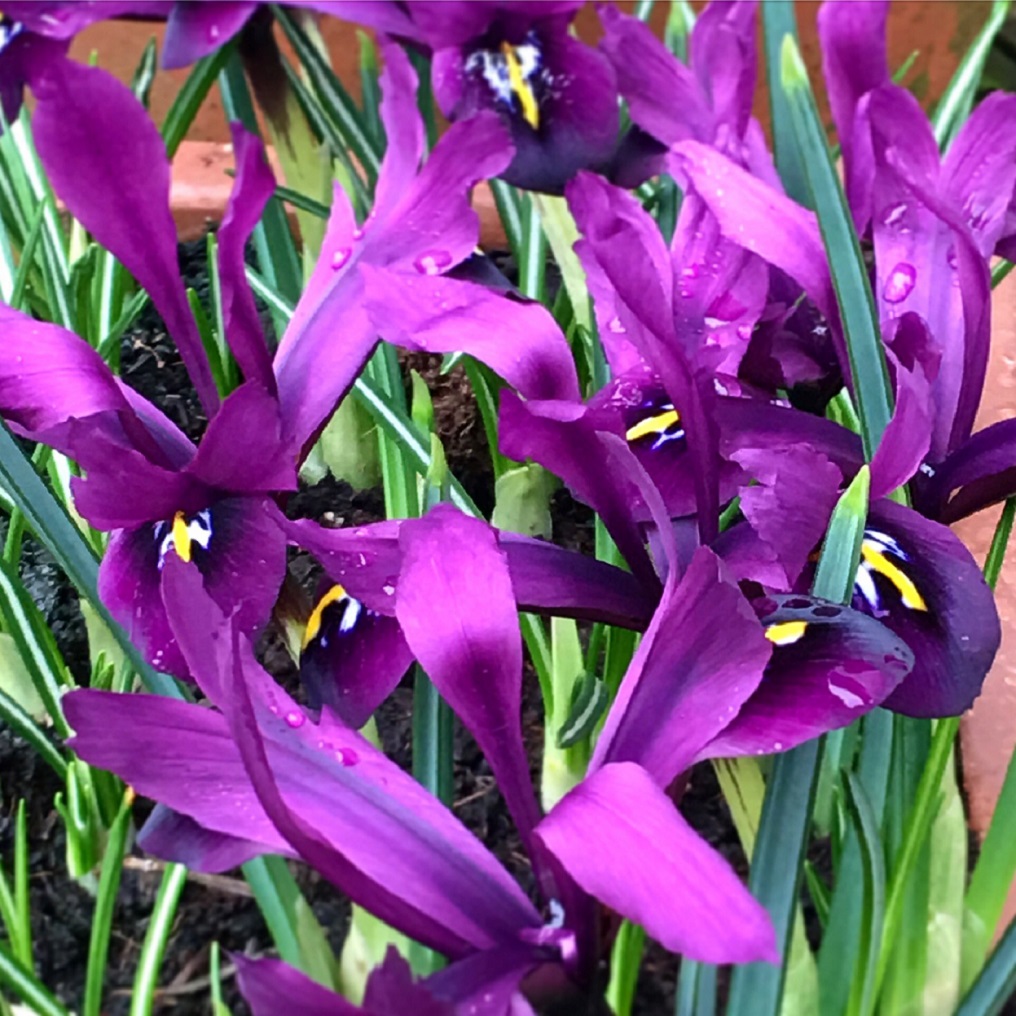 アイリス ’ジョージ’ - GreenJane