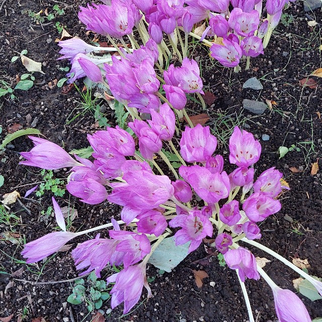 『秋🍁ですねぇ～』9/21(日) - 乳ガンと介護わちゃわちゃブログ