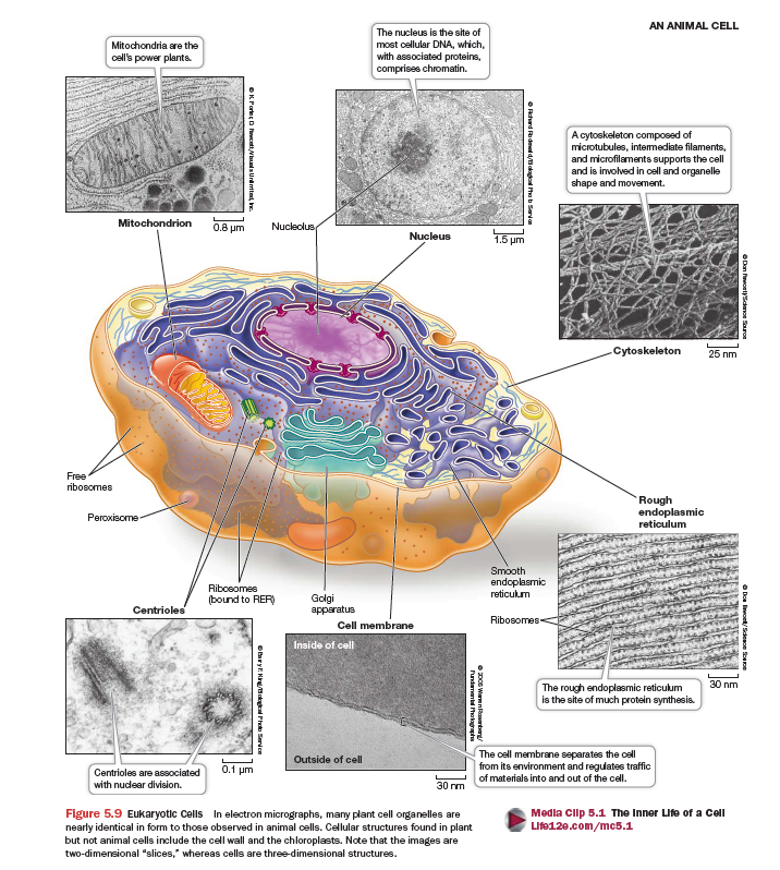 細胞（cell） - SUAMA LAB