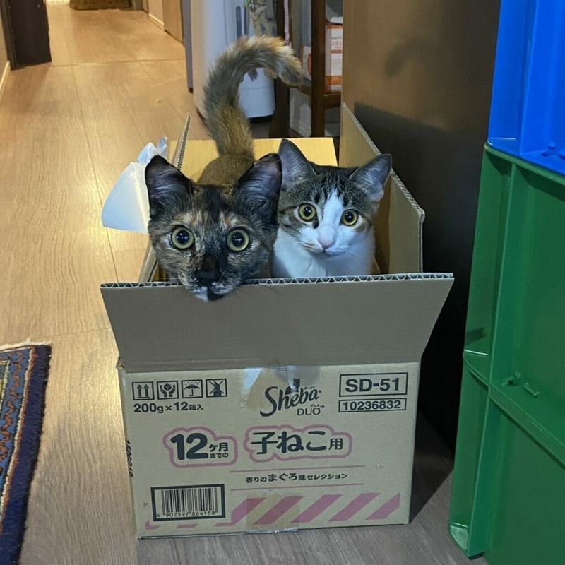 2022年の振り返り - sugiweblog