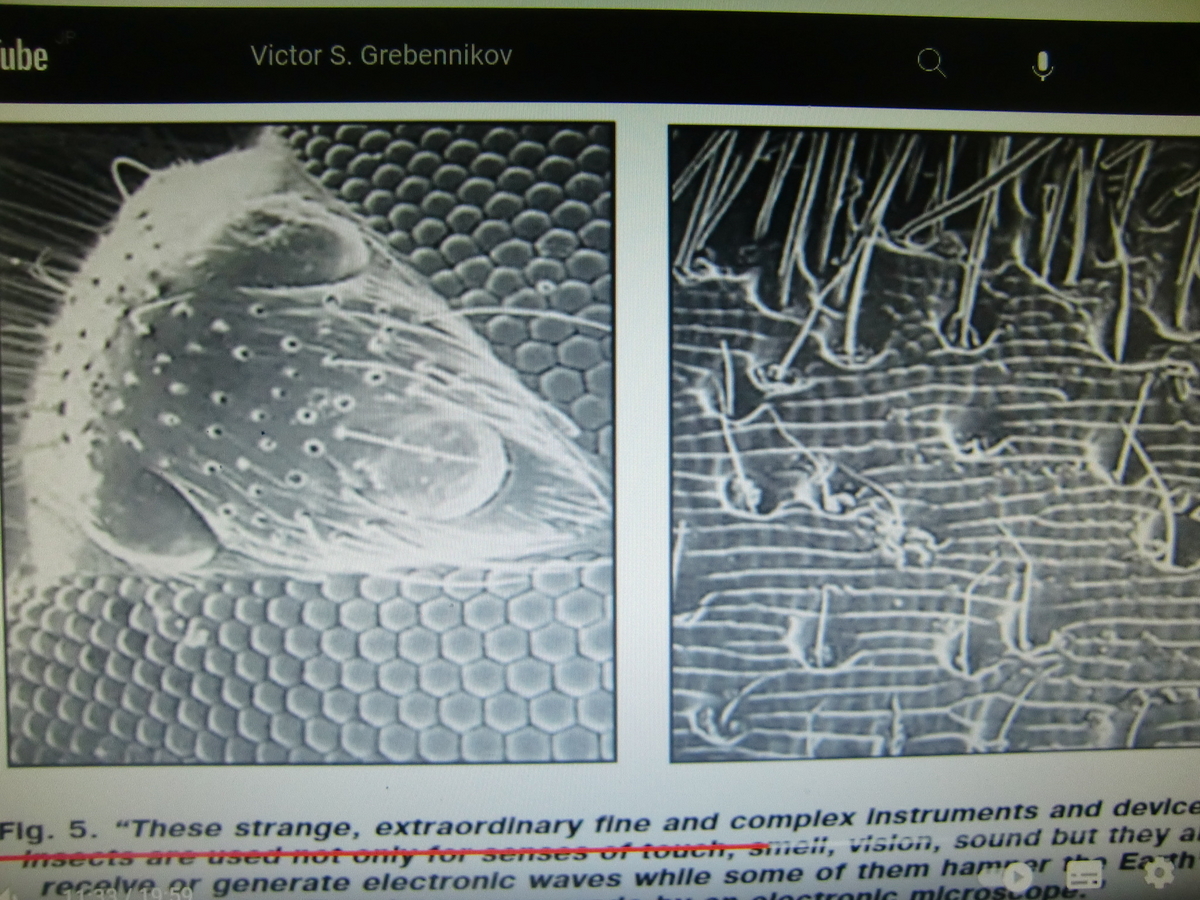 3940・ハニカム - sun777s blog