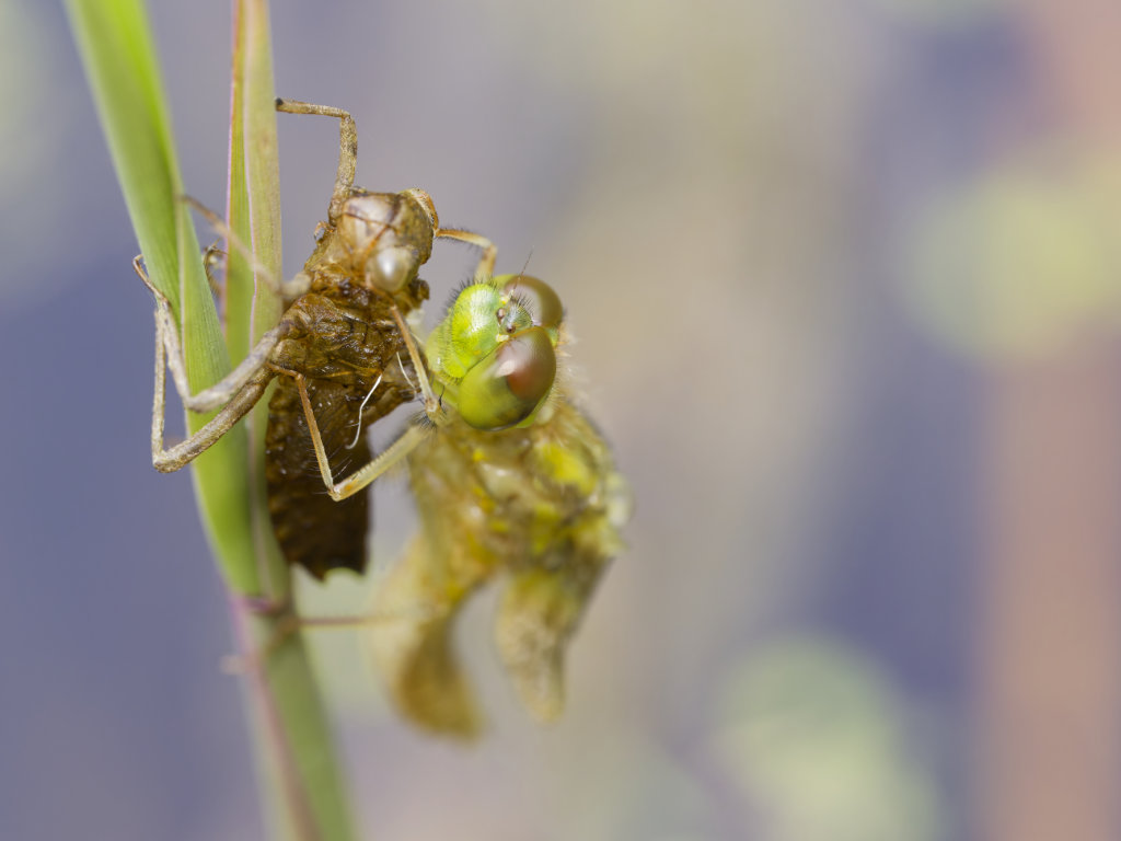 カオジロトンボ 羽化 - 沼田町のトンボ、北海道のトンボ