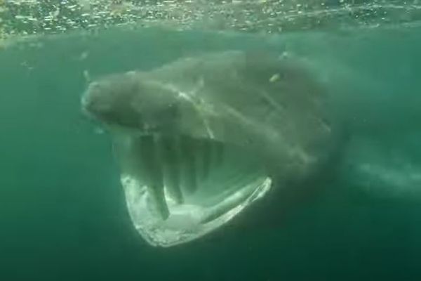 巨大な口を持つ怪魚、ウバザメの迫力のある姿をとらえた！【イギリス】 - switch news