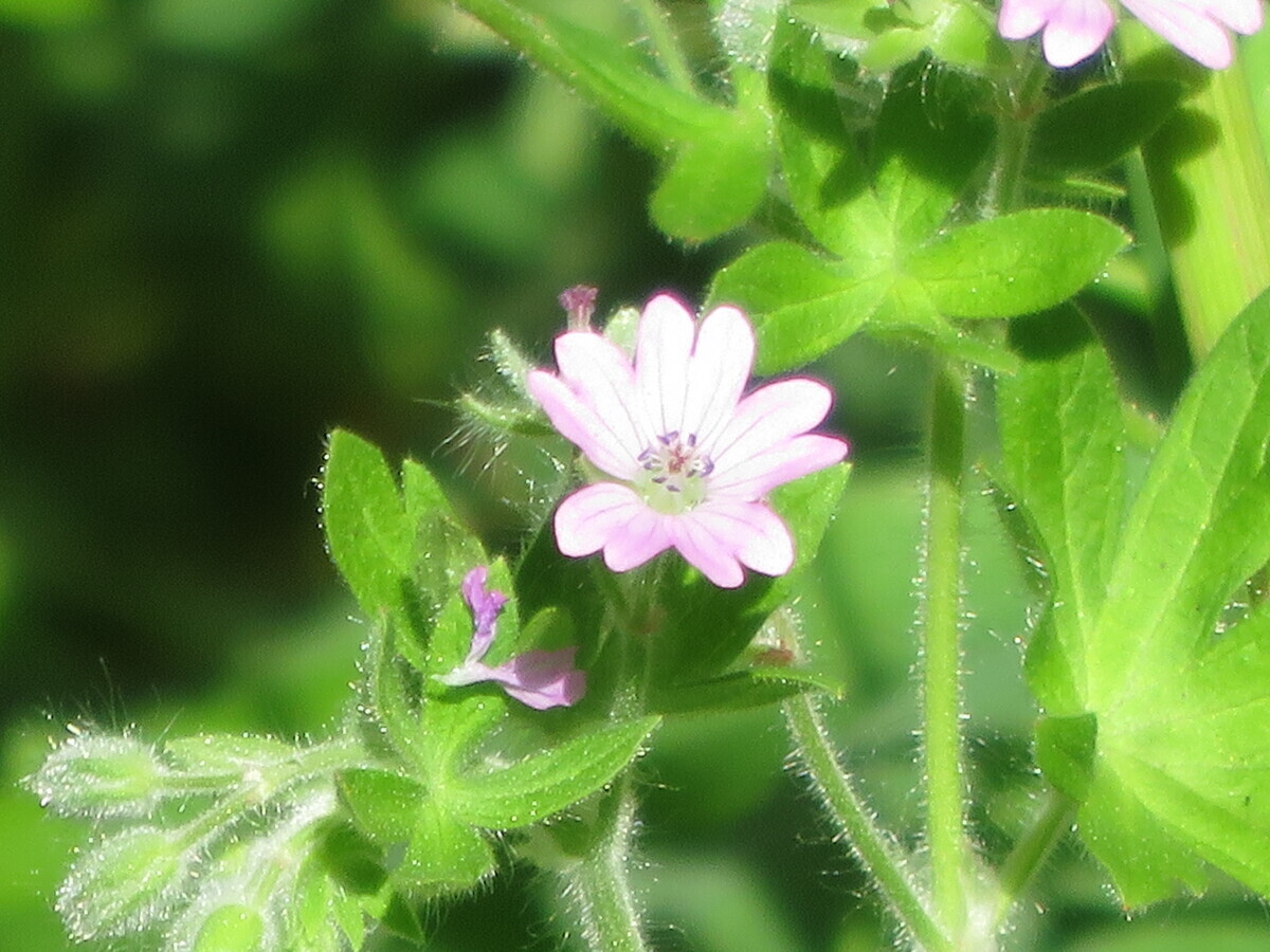 お爺のウォーク＆ジョグ～ウィズ・ソング～《2023／No.107》｜今日聴いたのは・・・『イヴァン・リンス・トリビュート／A Love Affair：The Music Of Ivan ...