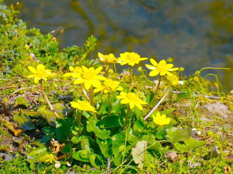 お爺のウォーク＆ジョグ～ながら聴き・ジャズ～《2025／No.18》｜今日のながら聴きアルバム：『マーク・ホイットフィールド(Mark ...